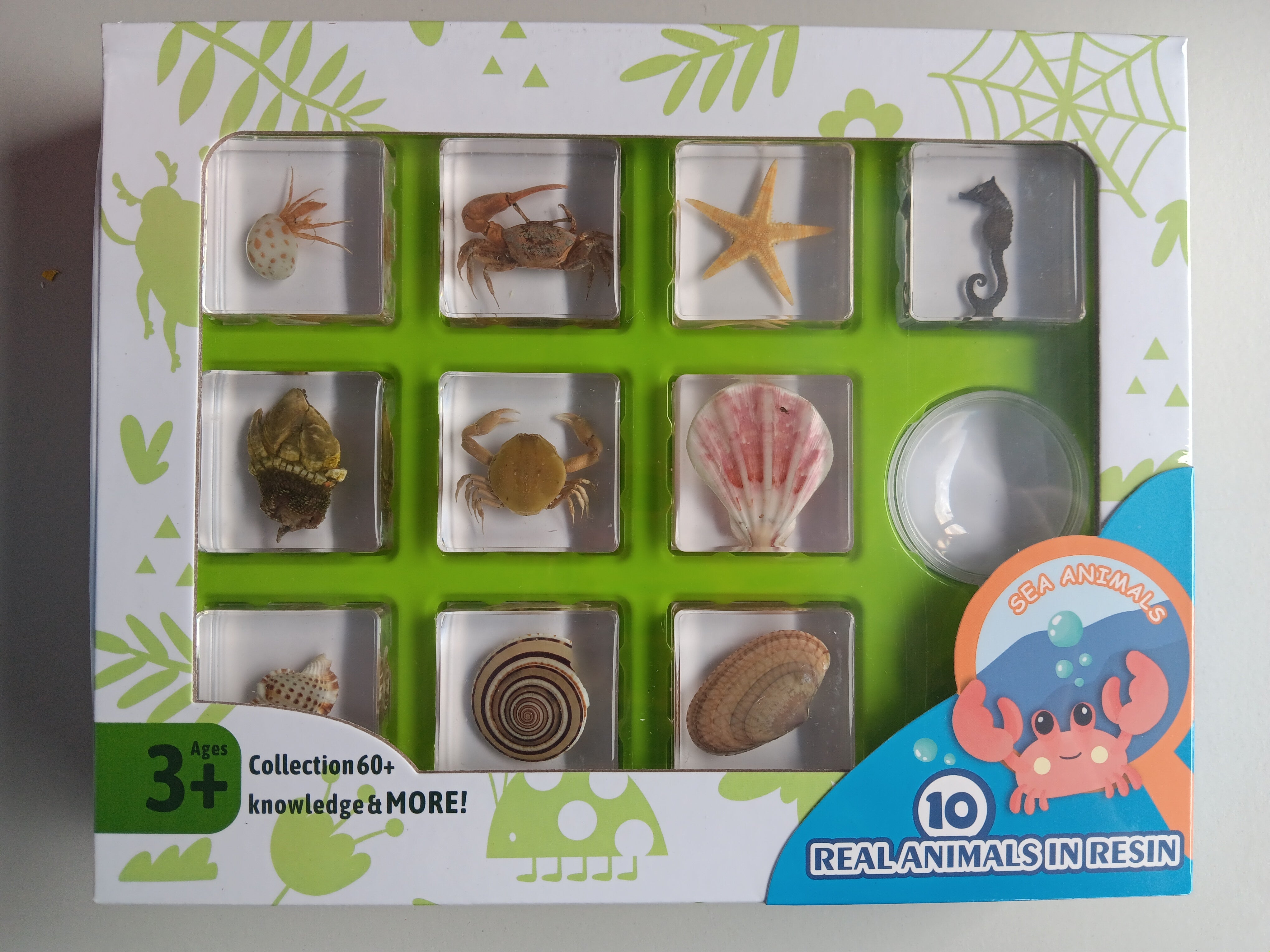 Animals Insect Resin Epoxy Specimens 10 Marine Life GIFT pack With Gui ...