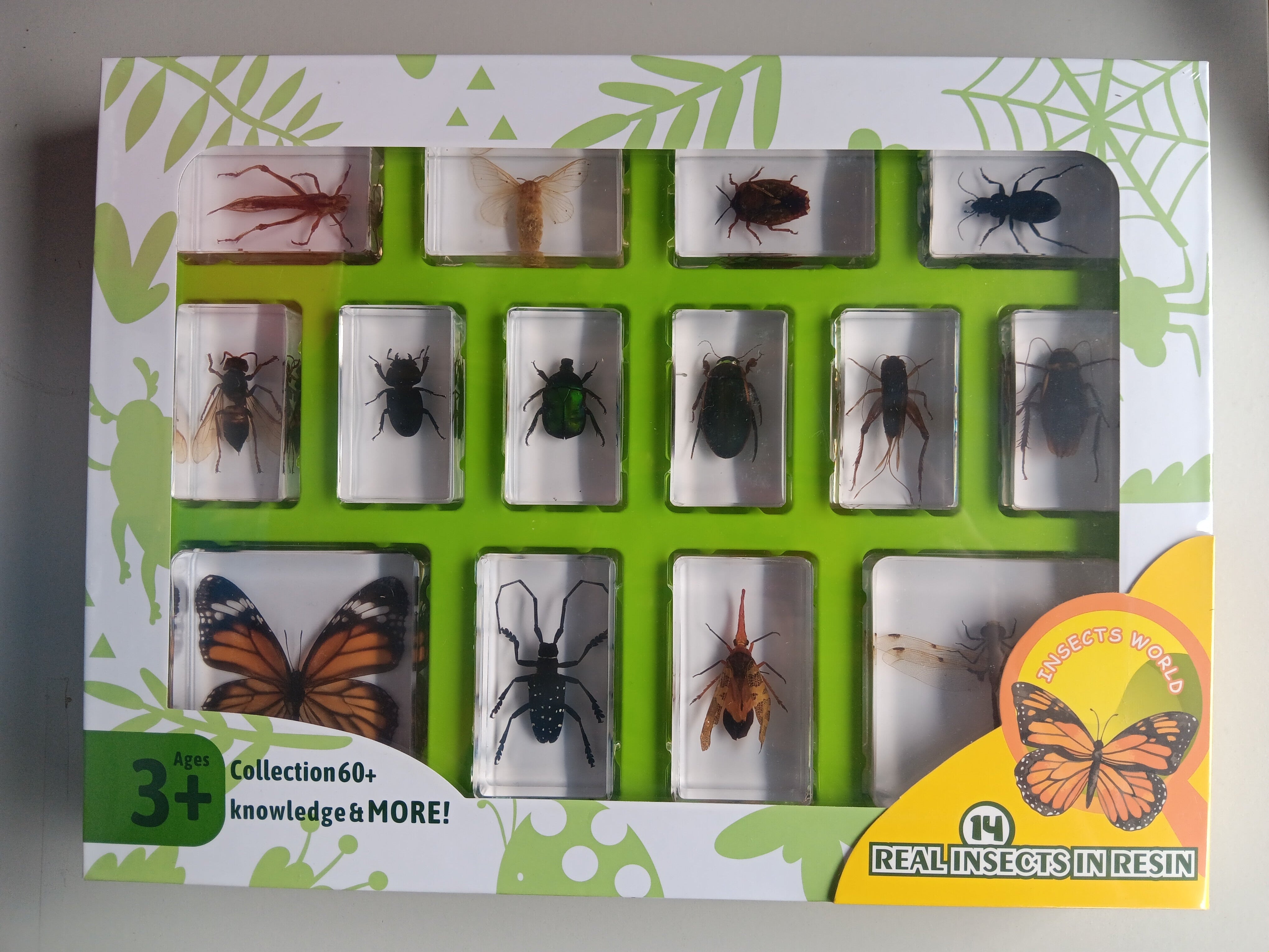 Animals Insect Resin Epoxy Specimens 14 Various Species of Insects Lar ...