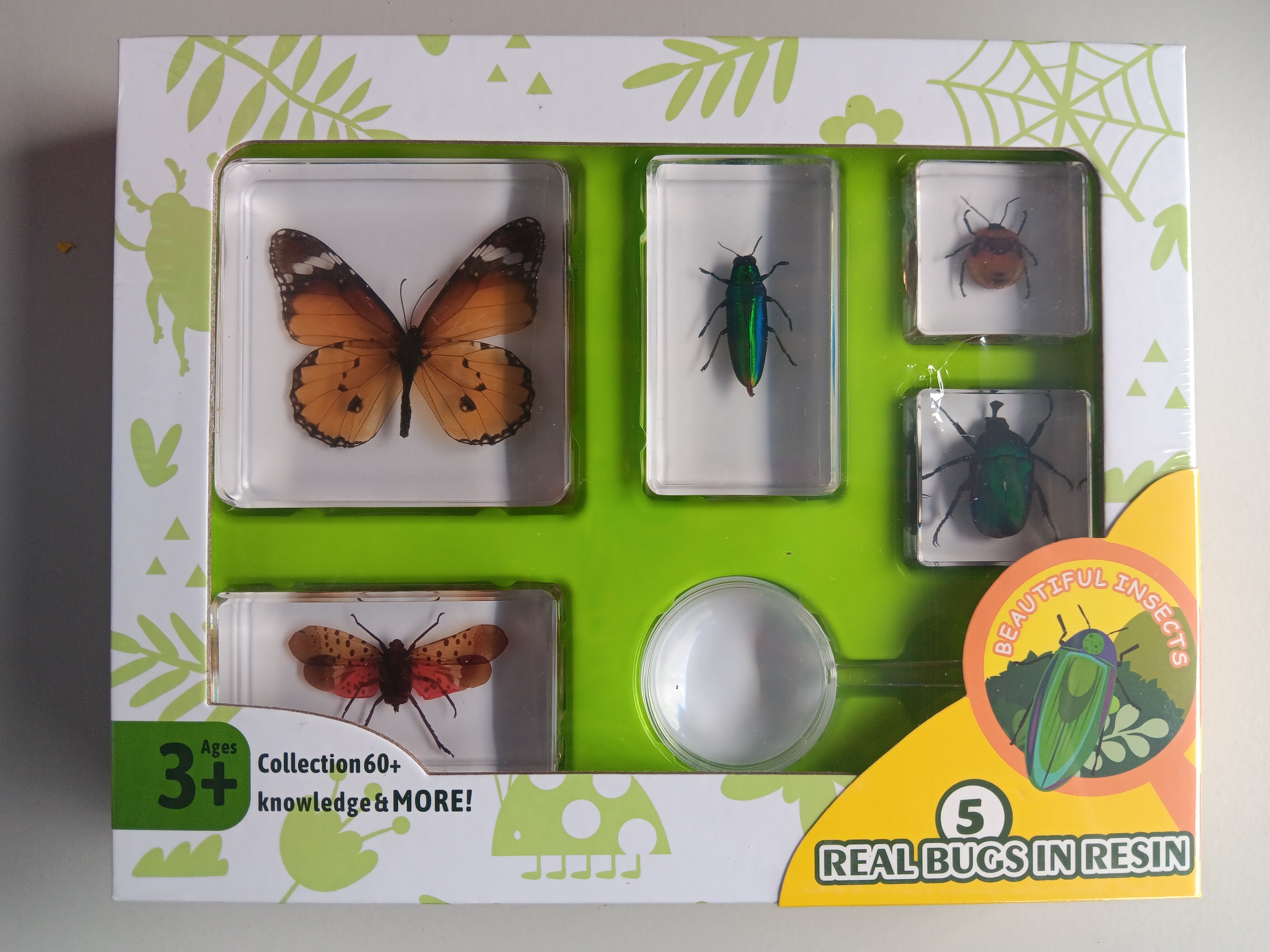 Animals Insect Resin Epoxy Specimens 5 Beautiful Insects GIFT pack Wit ...