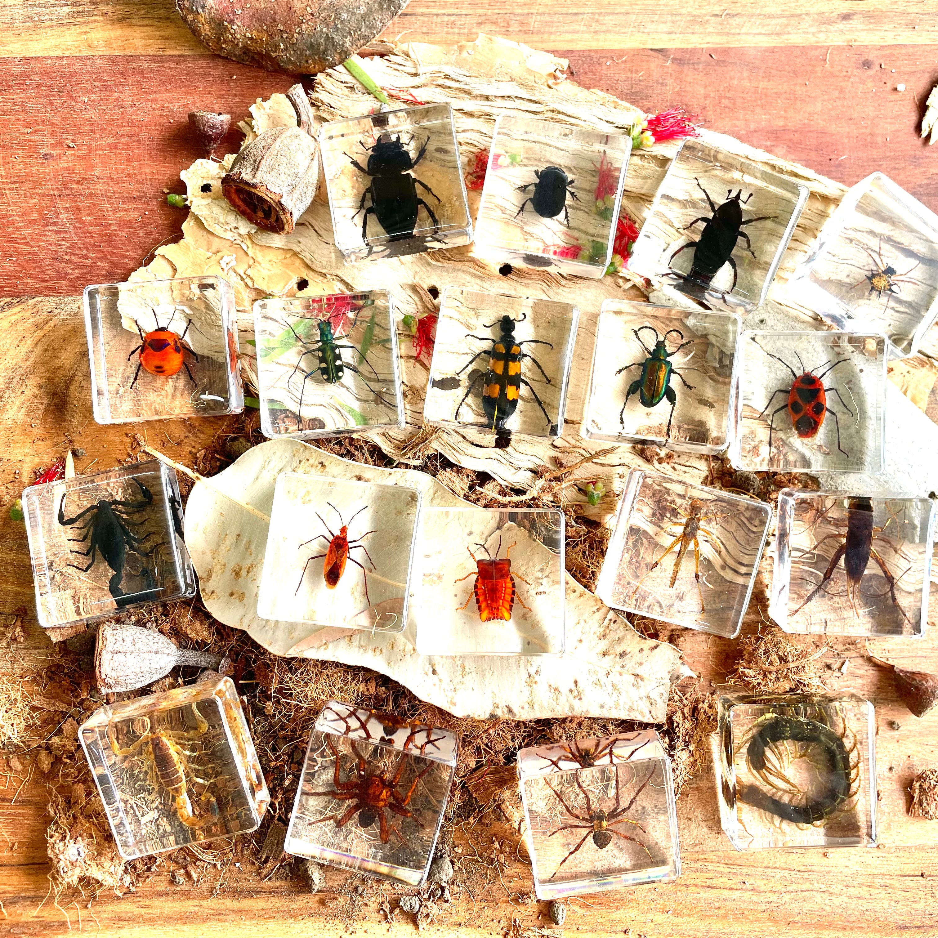 Crawling Animals Insects Bugs Resin Epoxy Blocks Specimens Toy – HAPPY ...