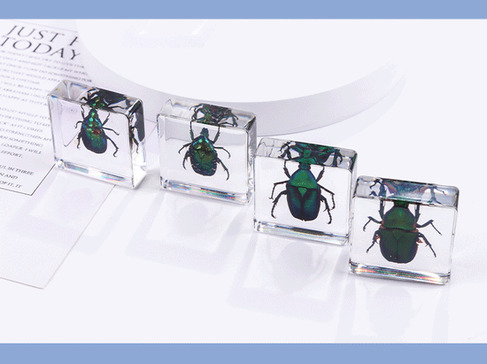 Animals Specimens Resin Epoxy Blocks Bugs Butterfly Insect Fish Crab S ...