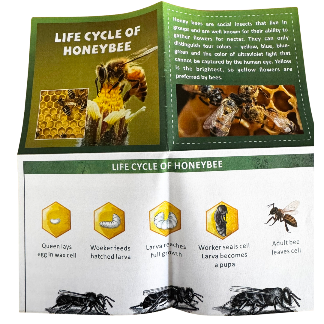 Honeybee Lifecycle Bee Life Cycle Epoxy Specimens in Resin Kids Learni ...