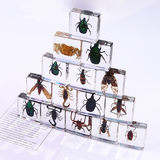 Animals Specimens Resin Epoxy Blocks Bugs Butterfly Insect Fish Crab S ...