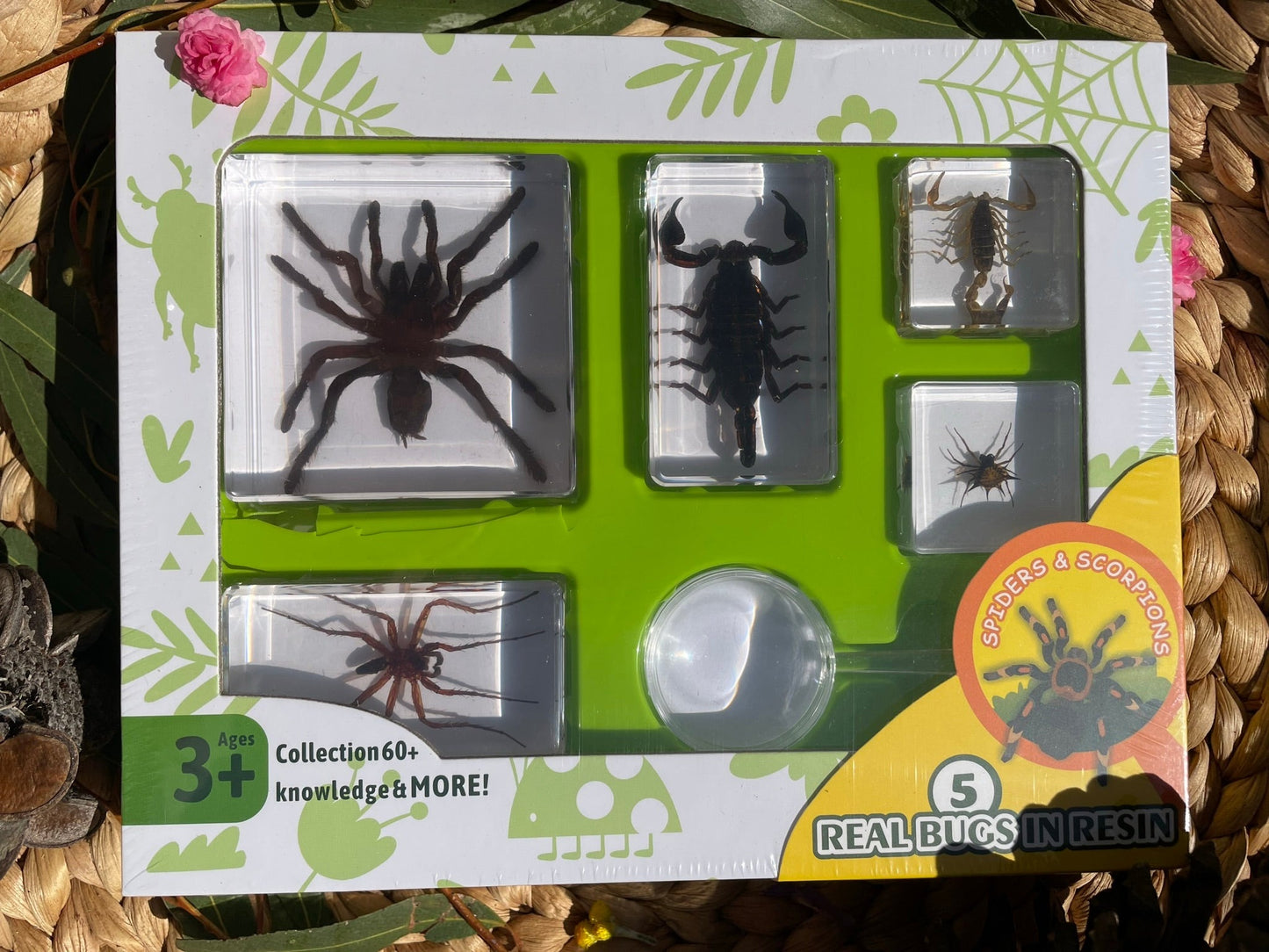 Spider Resin Epoxy Specimens 5 resins Tarantula Spiders and Scorpions ...