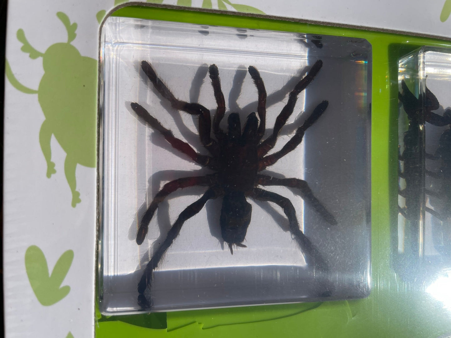Spider Resin Epoxy Specimens 5 resins Tarantula Spiders and Scorpions ...
