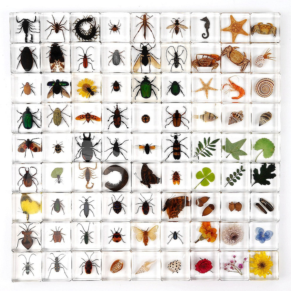 60 Real Animal Specimens in Resins Bundle with 5 display Boxes 60 Uniq ...