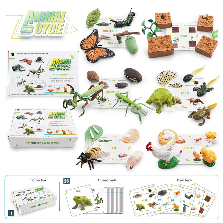 6 Animal Life Cycle Bundle Box A With Growth Cards – HAPPY GUMNUT