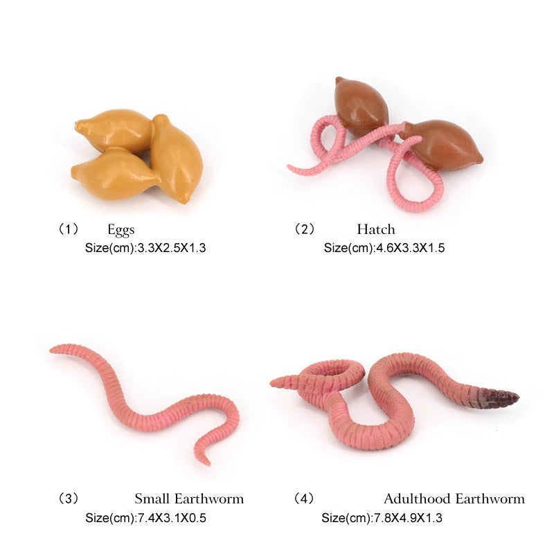 EarthWorm Life Cycle Figurines Model Toy for Kindergarten SET of 4 ...
