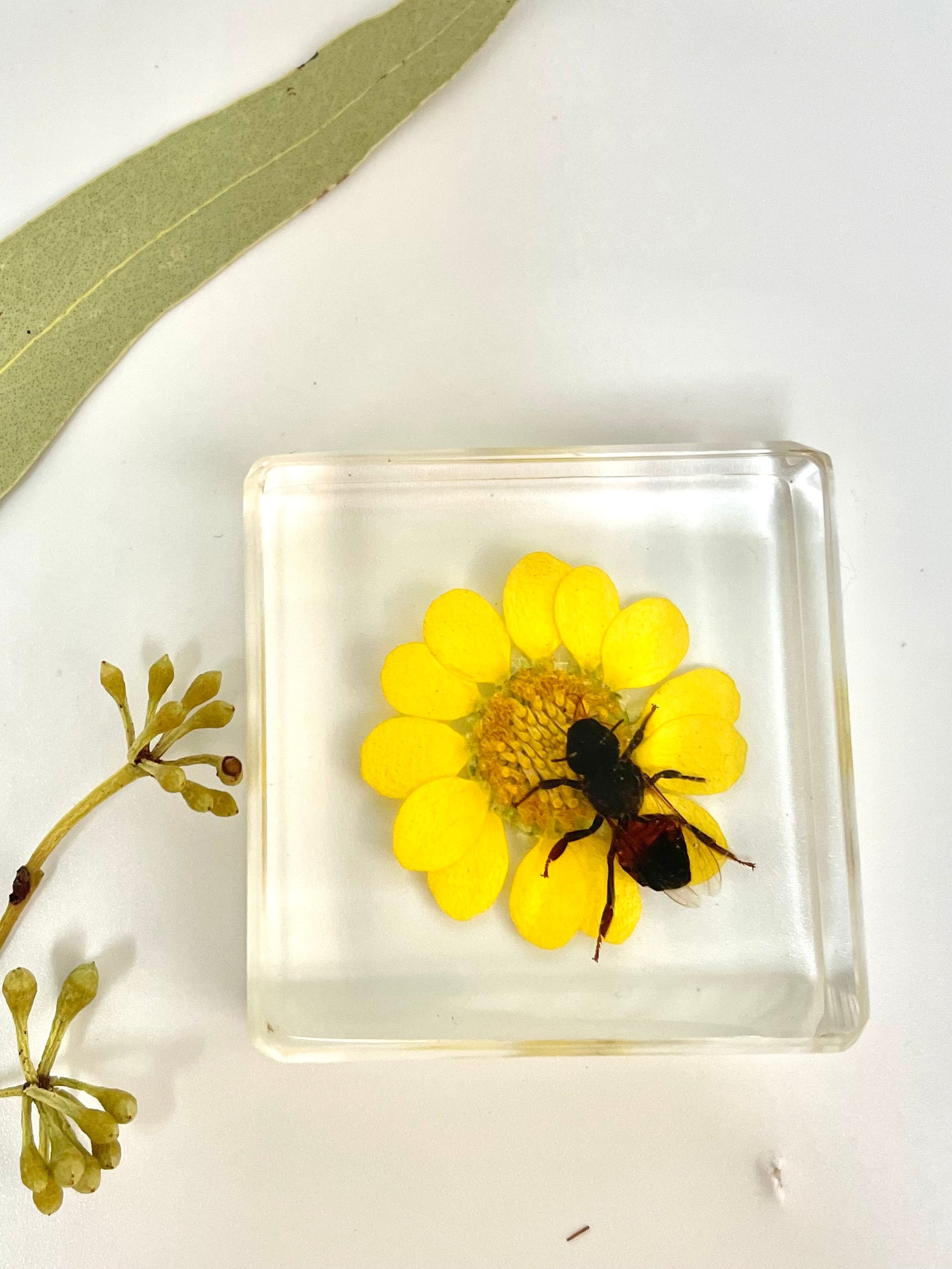 Animals Specimens Resin Epoxy Blocks Bugs Butterfly Insect Fish Crab S ...