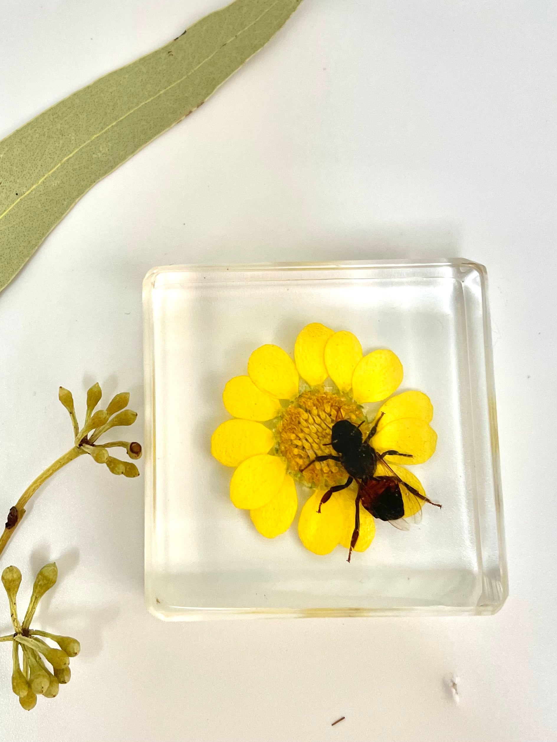 Animals Specimens Resin Epoxy Blocks Bugs Butterfly Insect Fish Crab S ...