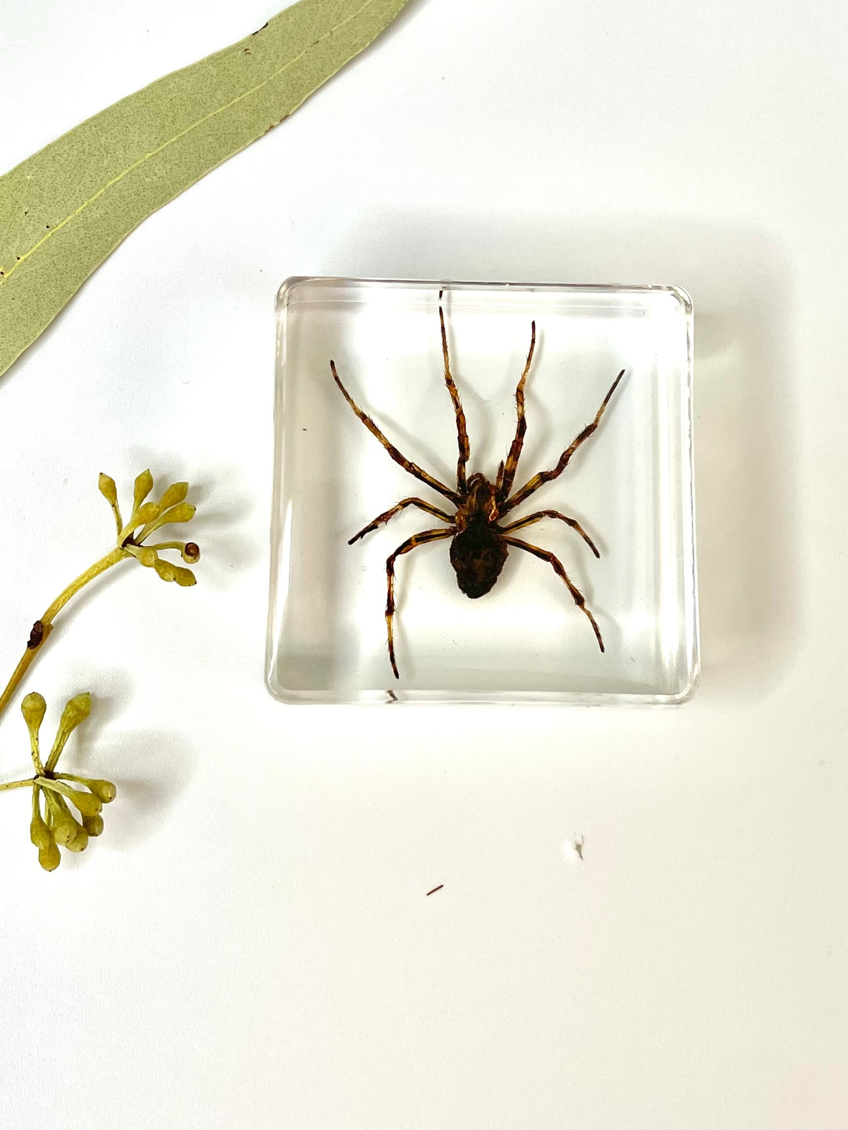 Animals Specimens Resin Epoxy Blocks Bugs Butterfly Insect Fish Crab S ...