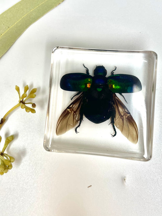 Animals Specimens Resin Epoxy Blocks Bugs Butterfly Insect Fish Crab S ...