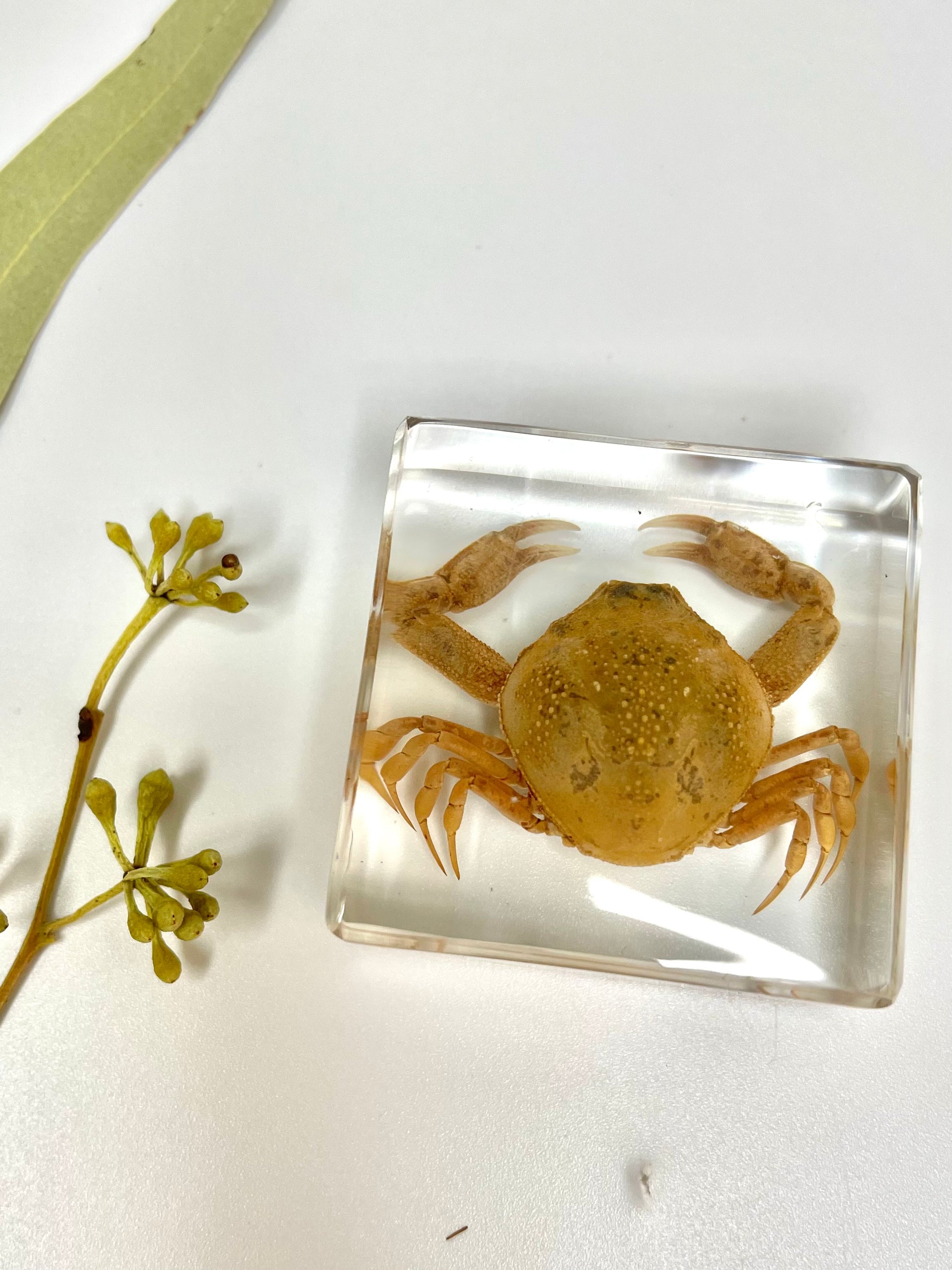 Animals Specimens Resin Epoxy Blocks Bugs Butterfly Insect Fish Crab S ...