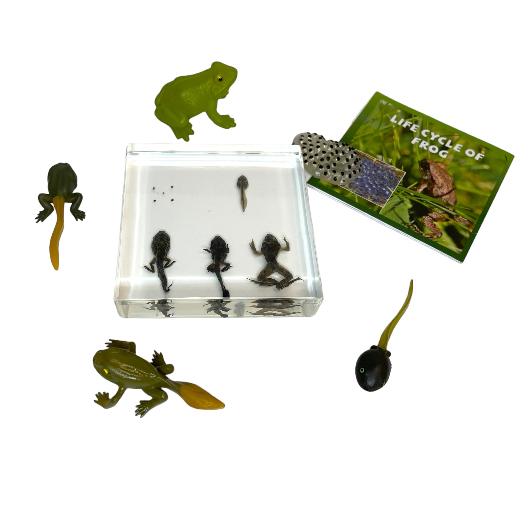 Butterfly Frog Plant Life Cycle Resin Specimens Blocks for Kindergarten ...