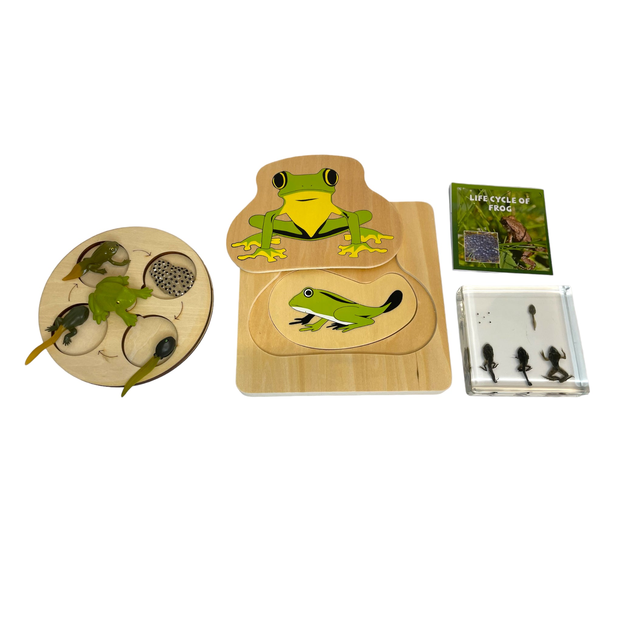 Butterfly Frog Plant Life Cycle Resin Specimens Blocks for Kindergarten ...