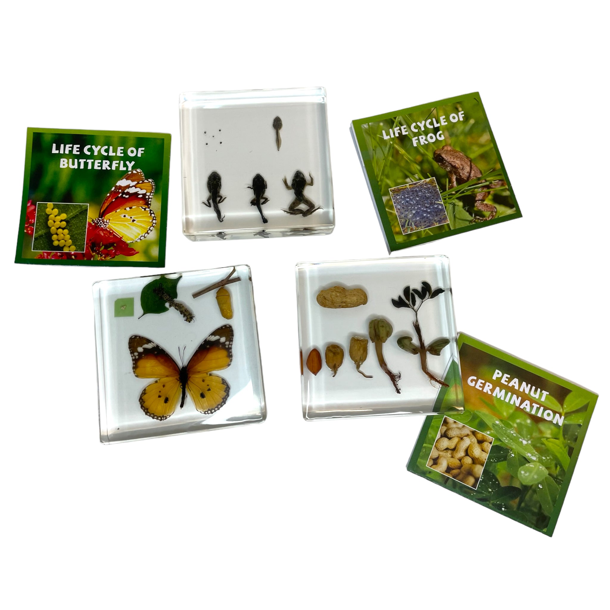 Butterfly Frog Plant Life Cycle Resin Epoxy Specimens Blocks for Kinde ...