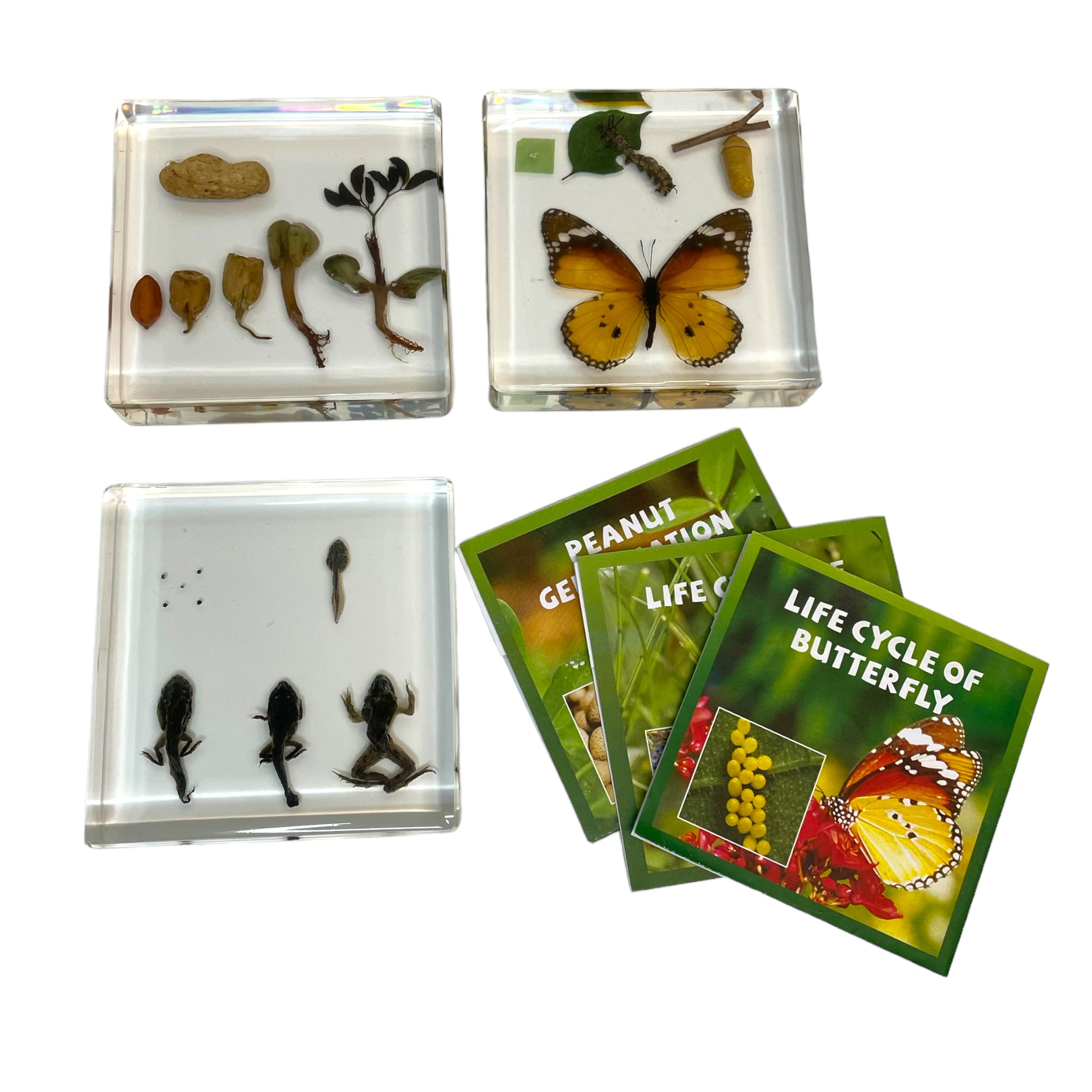 Butterfly Frog Plant Life Cycle Resin Epoxy Specimens Blocks for Kinde ...