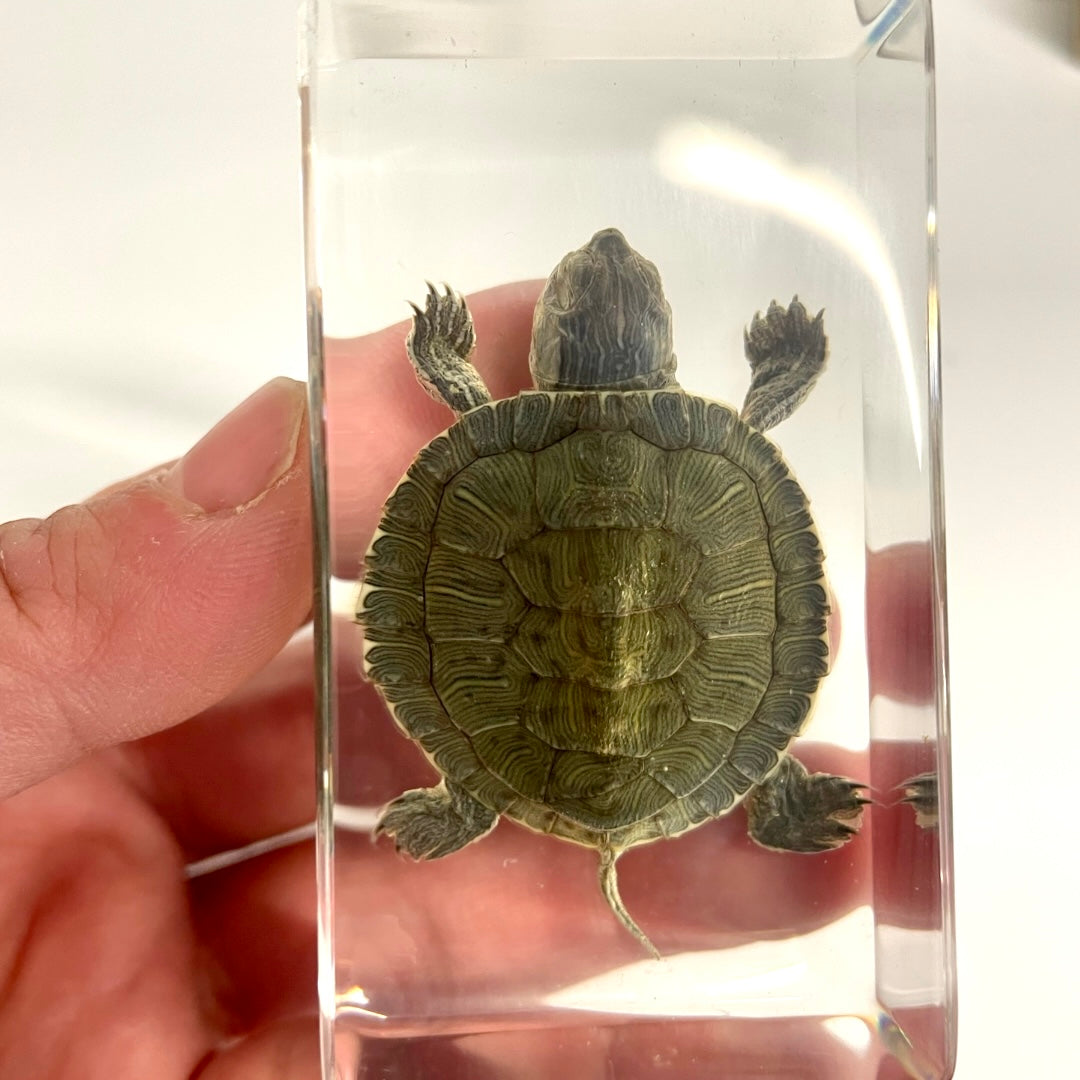 Marine Animal Crab Turtle Octopus Resin Epoxy Specimen Block – HAPPY GUMNUT