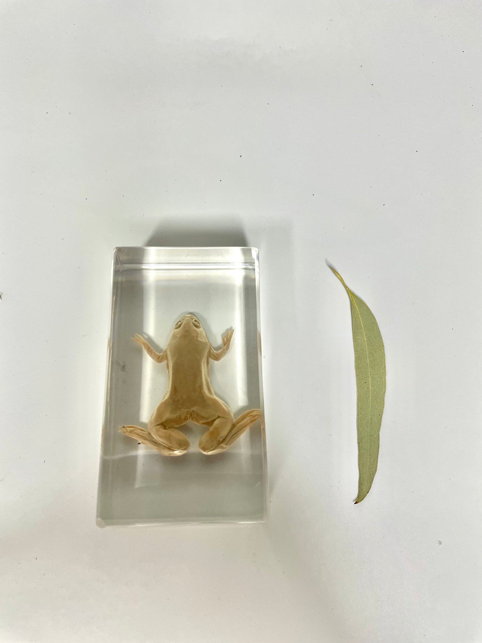 Large Resin Epoxy Animals Insect Specimens For Children Real Animals ...