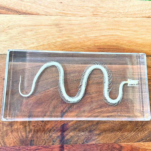 Snake Bat Skeleton Specimen Embedded in Resin Block – HAPPY GUMNUT