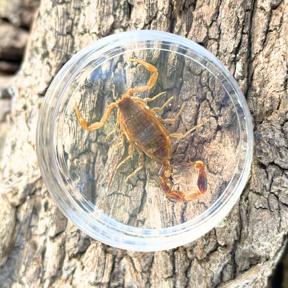 Circular Insect Specimen Scorpion Beetles LadyBugs Flowers and Fauna ...