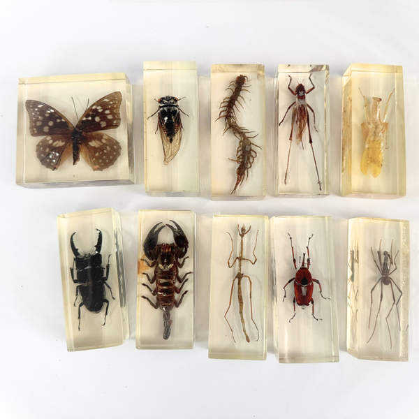 Jumbo Insect Specimen Resin (factory second ) Bug Scorpion Spider Cica ...