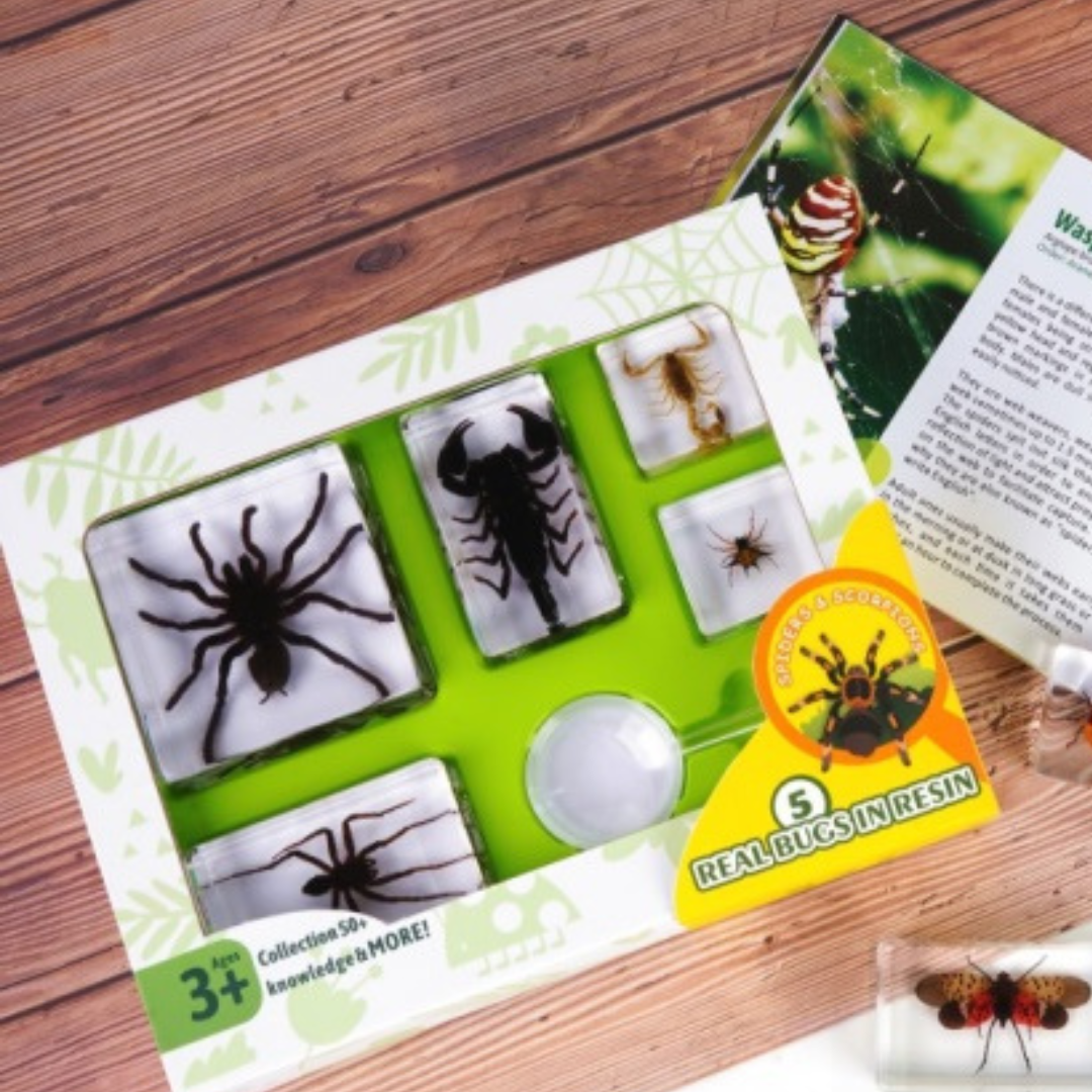 Spider Resin Epoxy Specimens 5 resins Tarantula Spiders and Scorpions ...