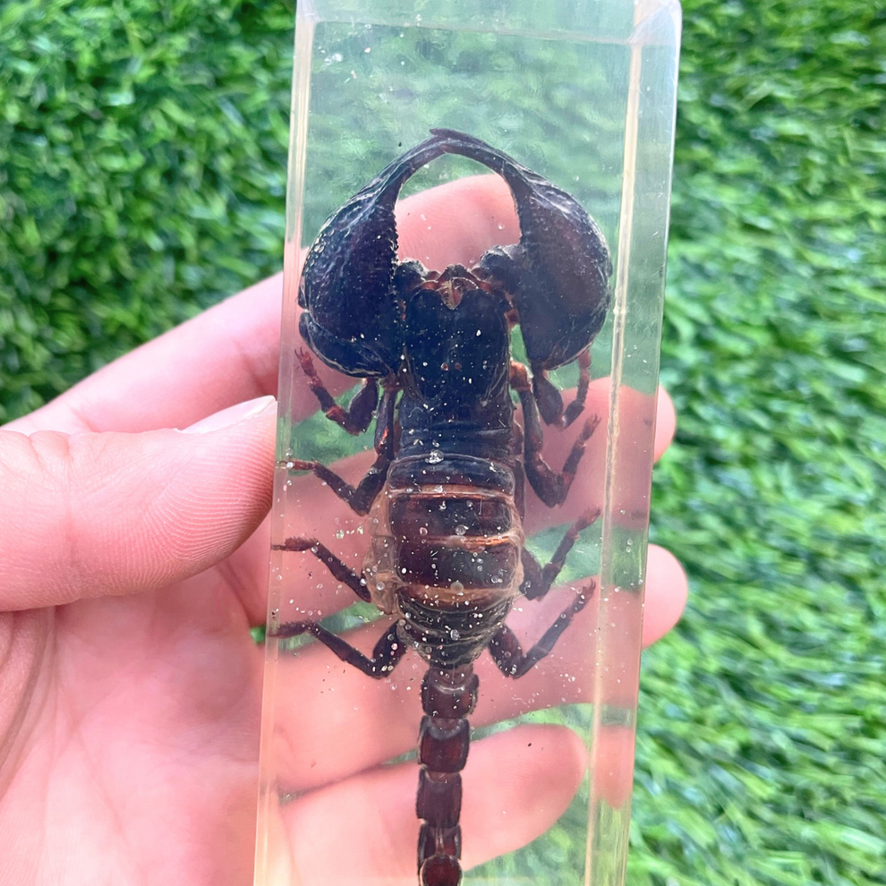 Jumbo Insect Specimen (factory second ) Bug Scorpion Spider Cicada Sta ...
