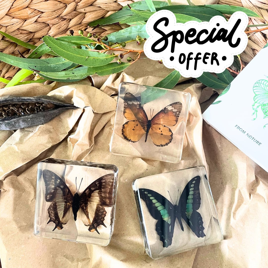 3 Butterflies Resin Bundle Monarch Butterfly Specimen Educational Set ...