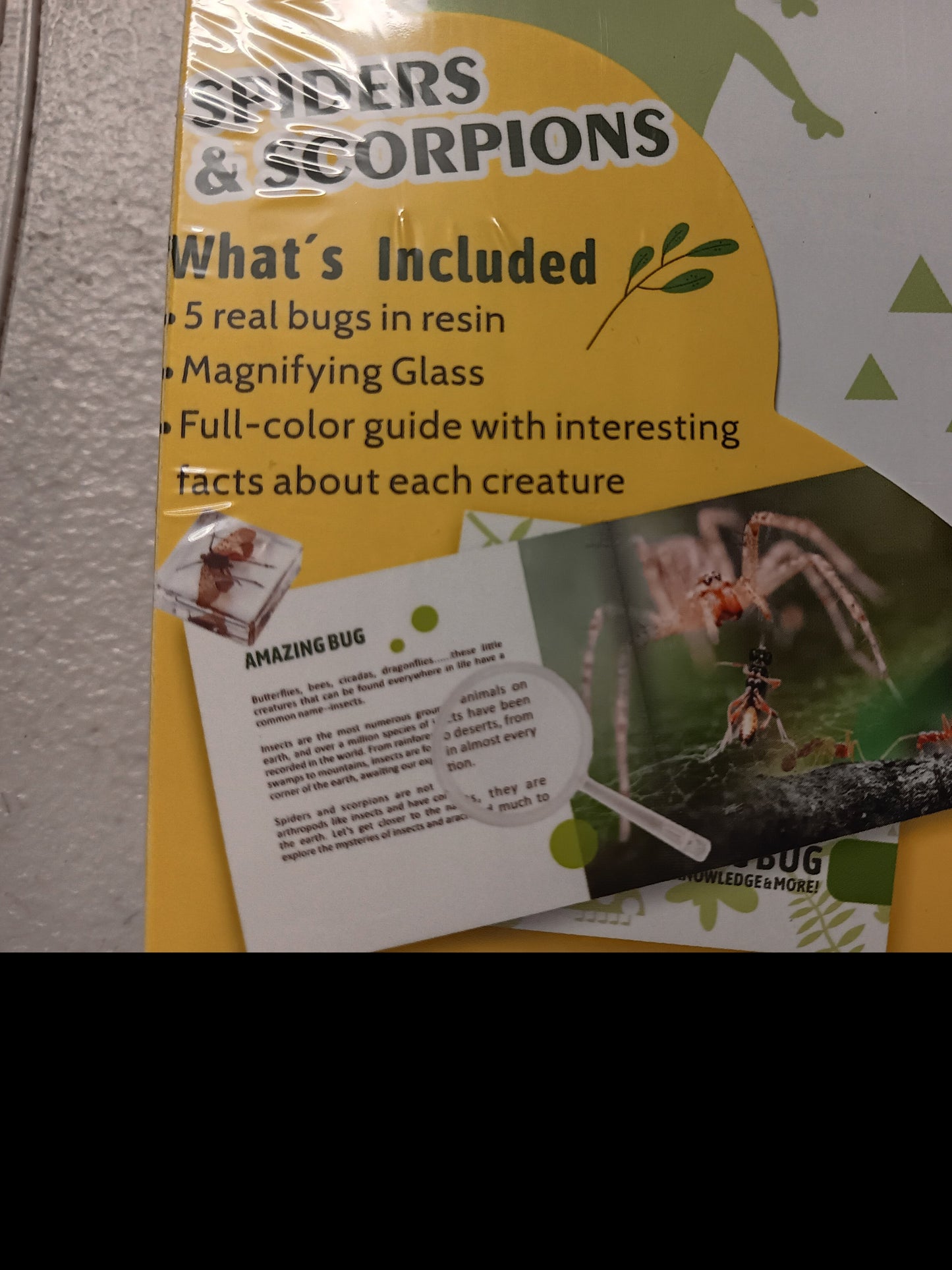 Spider Resin Epoxy Specimens 5 resins Tarantula Spiders and Scorpions ...