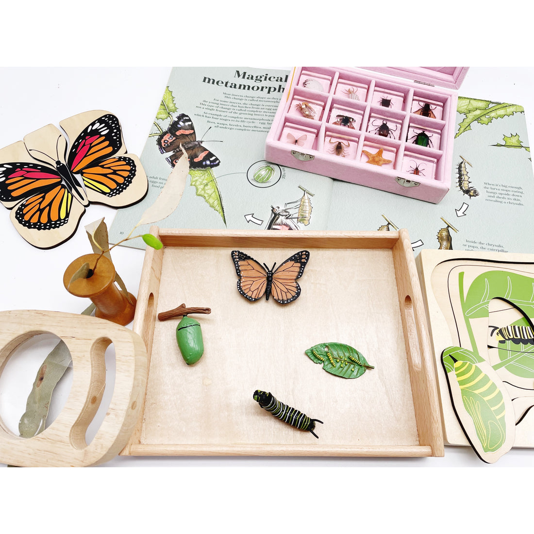 Butterfly Life Cycle Toy for Kindergarten Animal Model Figurines ...