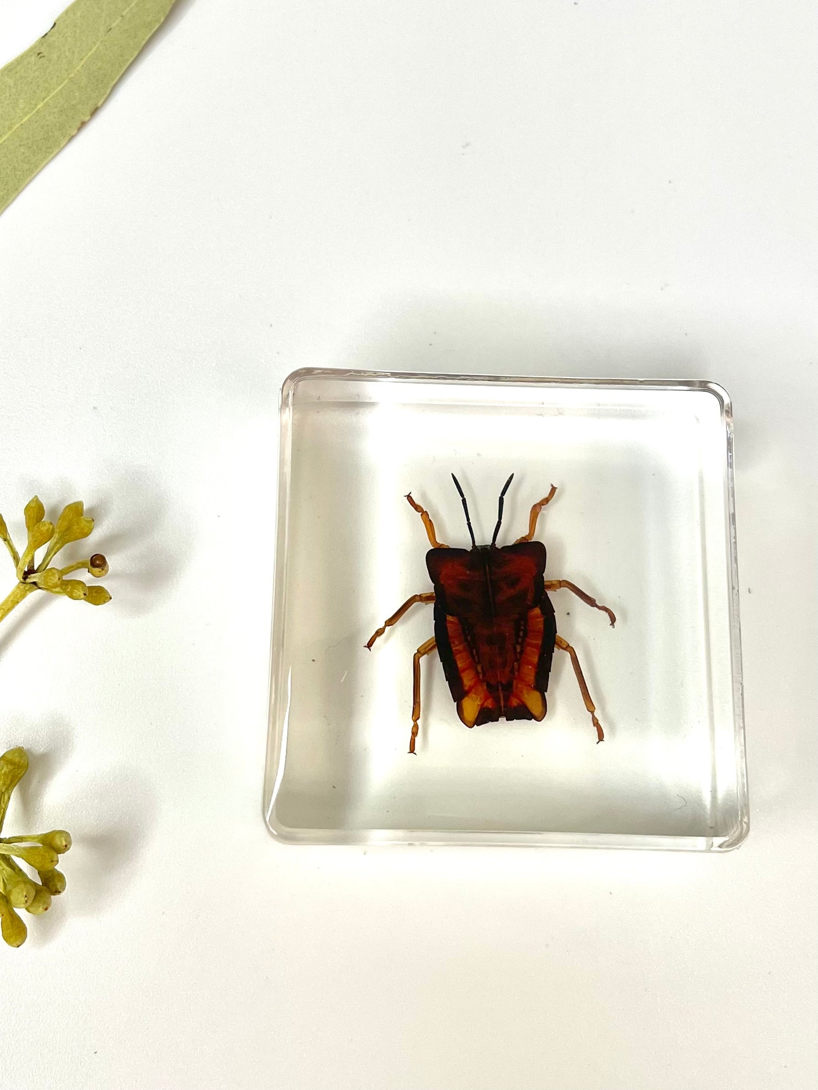 Animals Specimens Resin Epoxy Blocks Bugs Butterfly Insect Fish Crab S ...