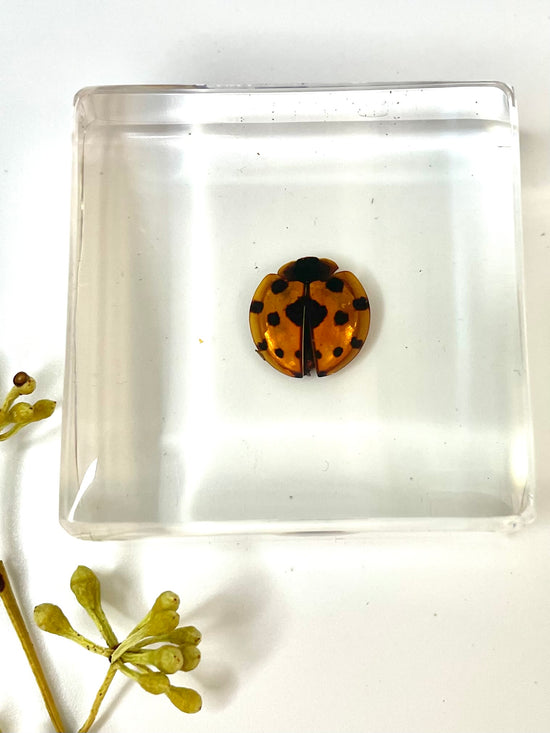 Animals Specimens Resin Epoxy Blocks Bugs Butterfly Insect Fish Crab S ...