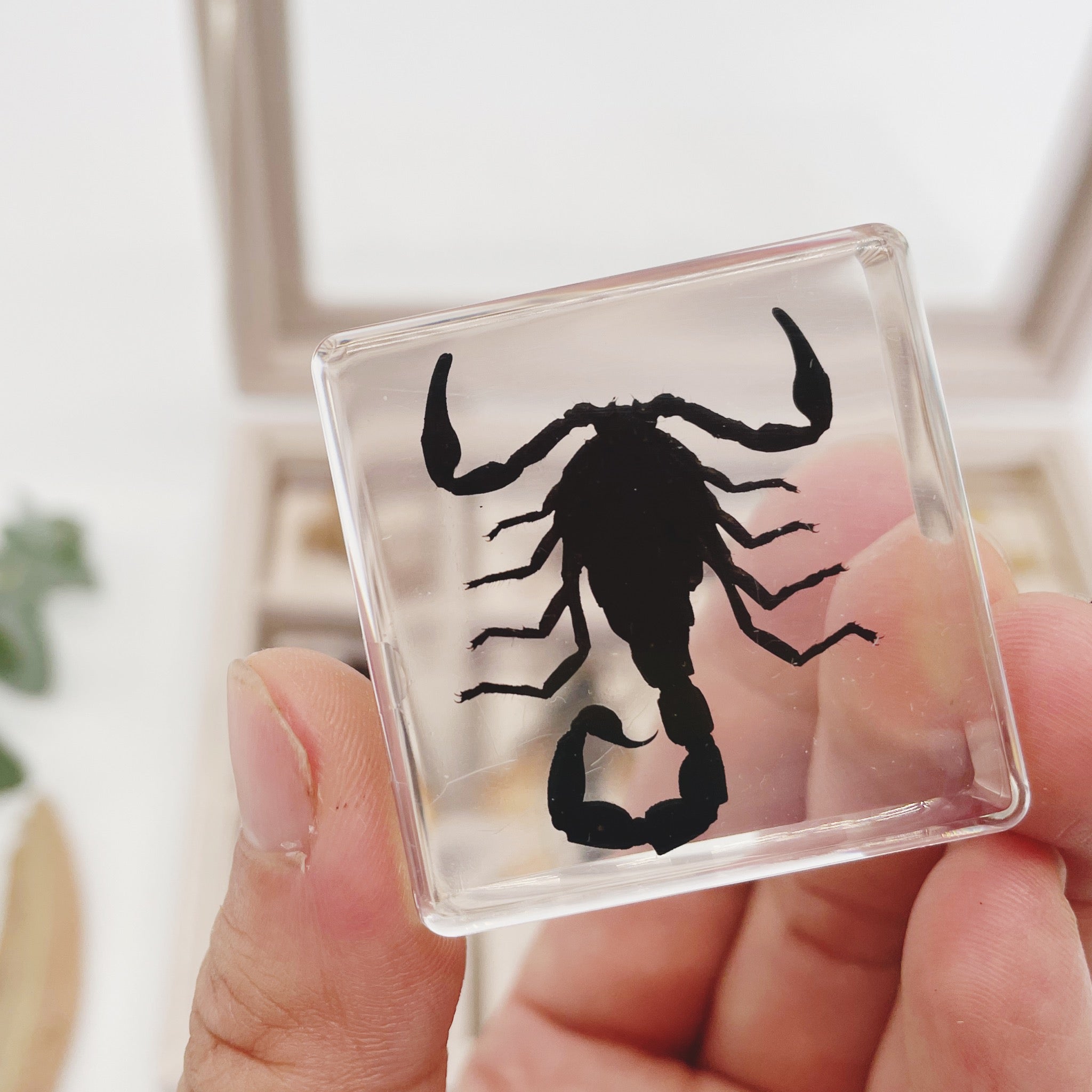 12 Bug Blocks Insect Animal Specimens Resin Gift Set Children | HAPPY ...