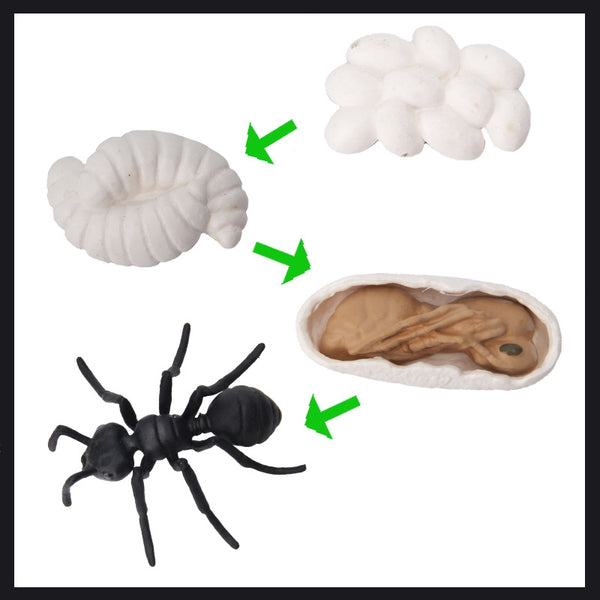 Ant Life Cycle Toy Simulation Animal Model – HAPPY GUMNUT
